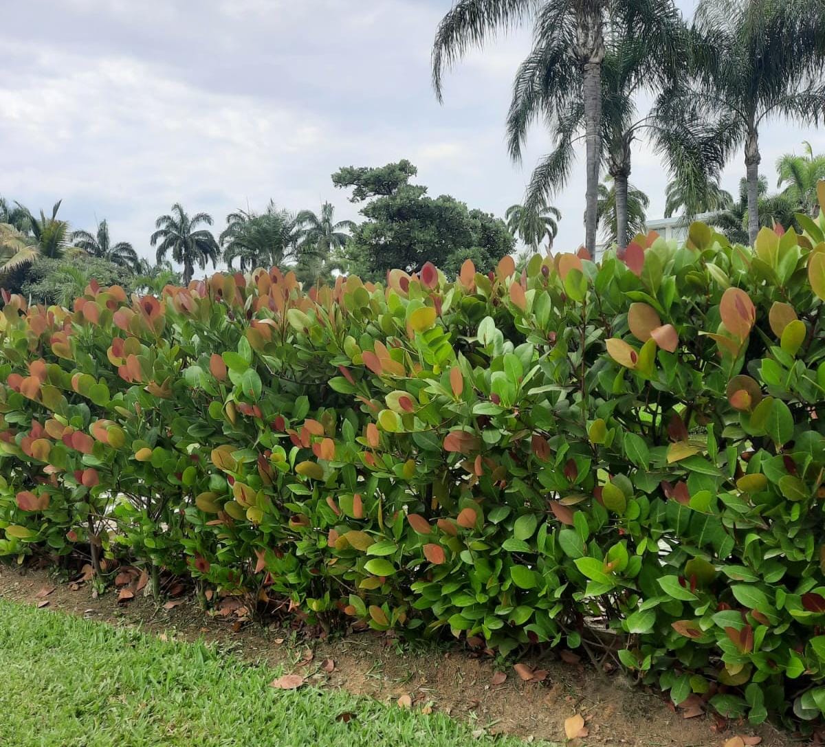 Cercas vivas: conozca las plantas ideales | GREEN GARDEN JARDINES